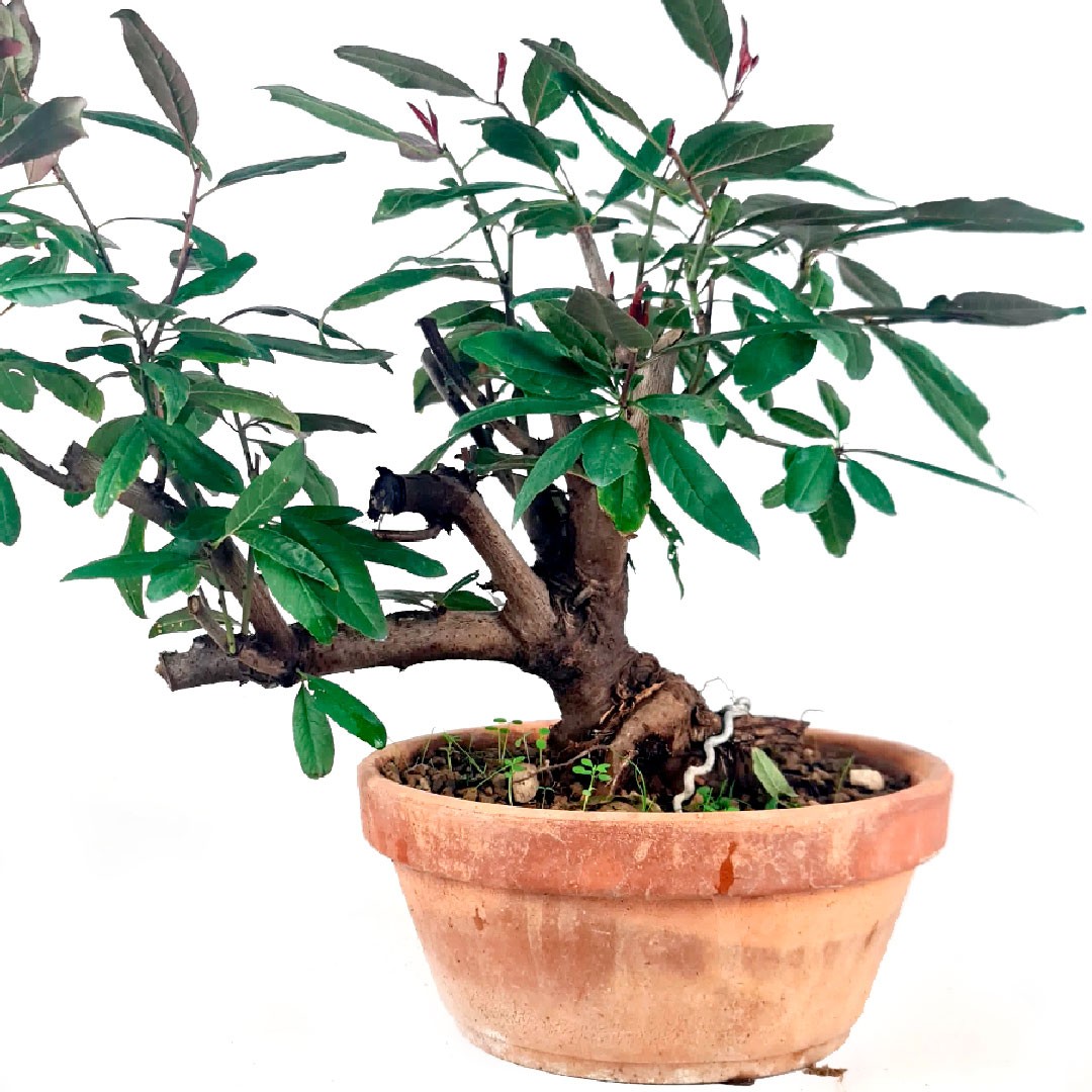 Prunus Persica 1293 | Yamadori Prebonsais
